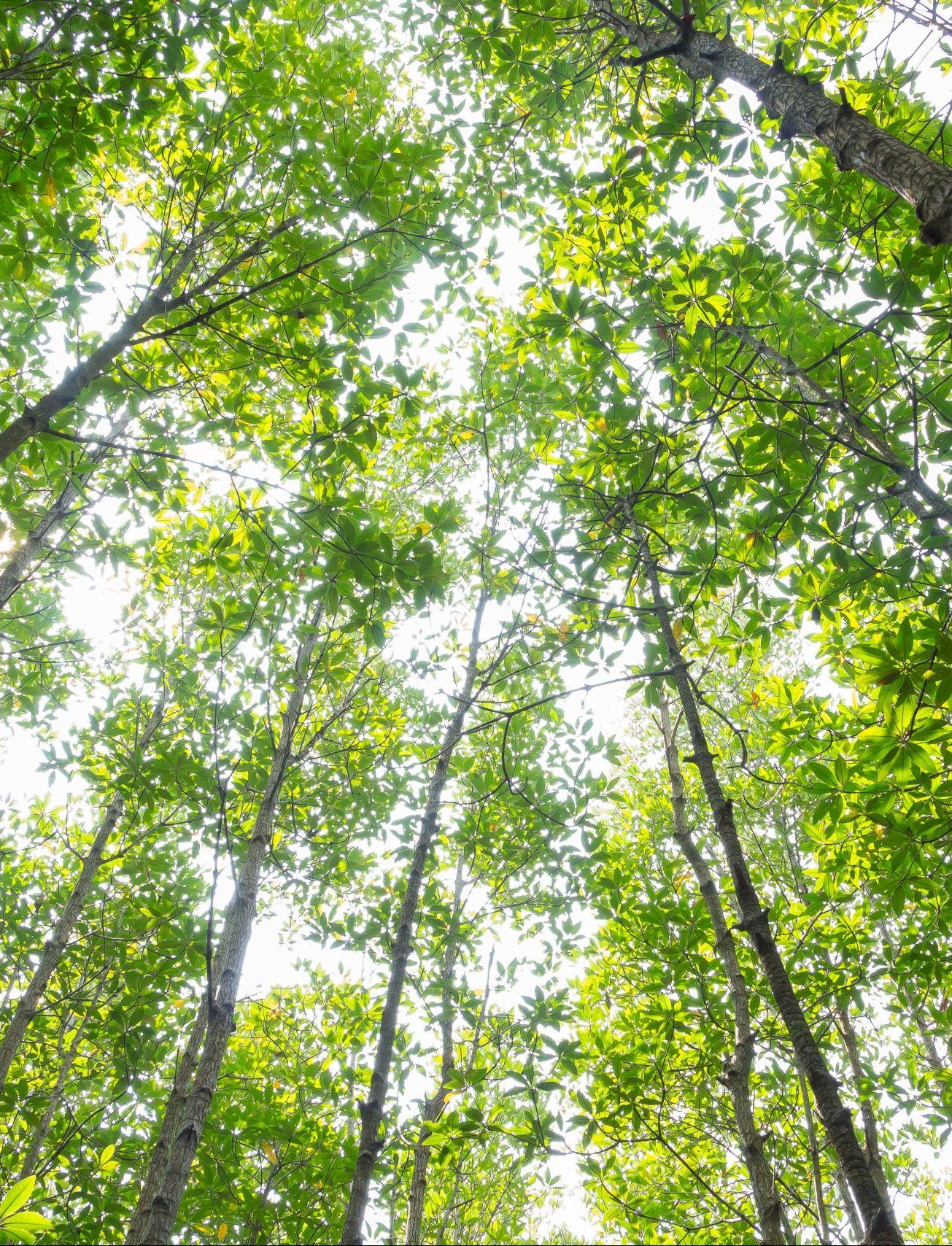 Ideal phosphate solutions, equipment and processes | Prayon